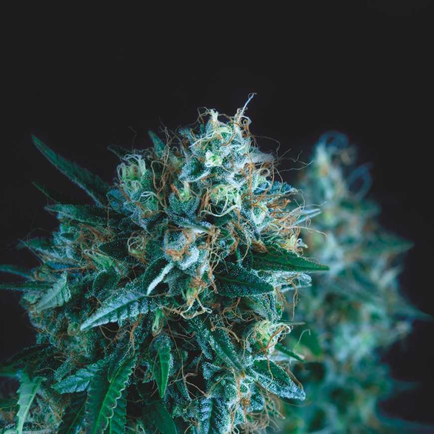 Gorilla Fast Feminized Pyramid Seeds - Sensible Seeds